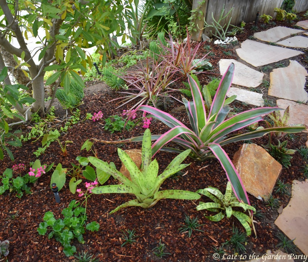 Late to the Garden Party: Project Update: My pocket bromeliad garden