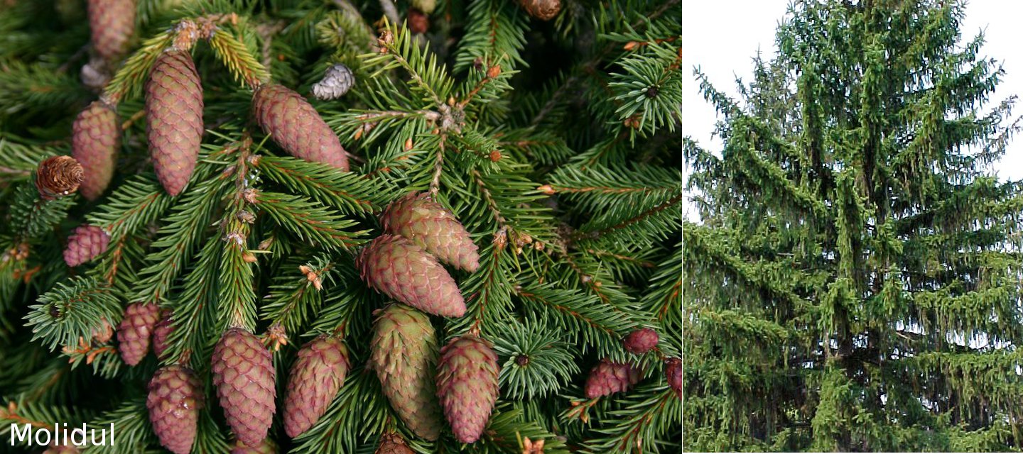 Plante de plante: MOLID(Picea abies)-Feeria padurilor Romaniei (III ...