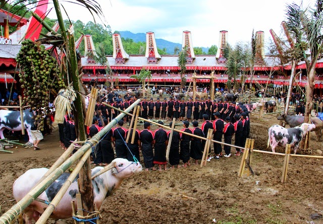 Toraja Death Rituals: Cave Burials, Effigies.. and the Walking Dead!