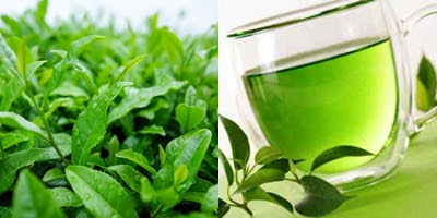Khasiat Teh Hijau Untuk Diet dan Manfaat Lain Dari Teh Hijau | My Diary ...