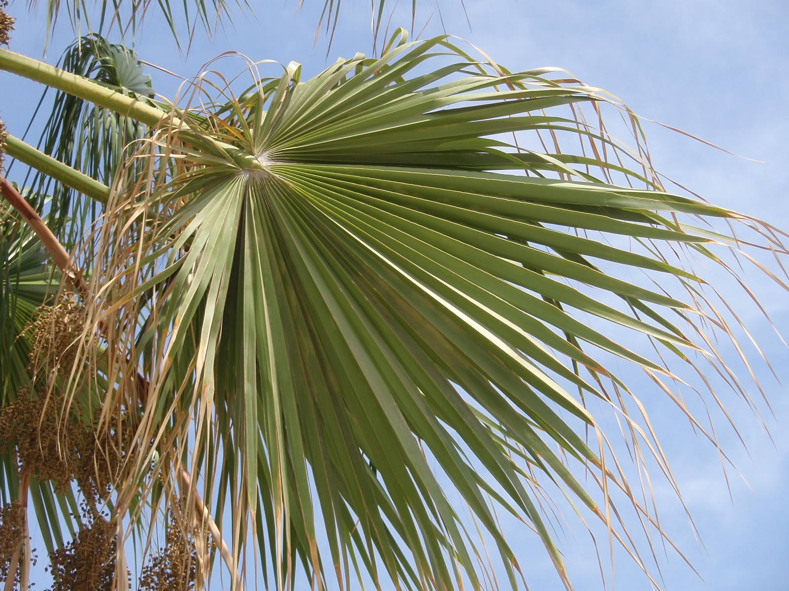 WASHINGTONIA: Washingtonia robusta | Plantas rioMoros