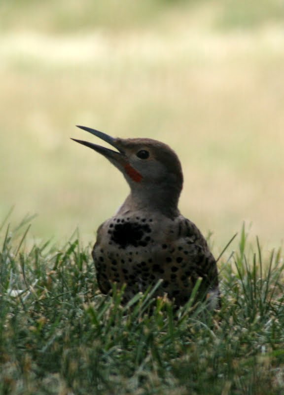 Gumbo Lily: Northern Flicker baby...