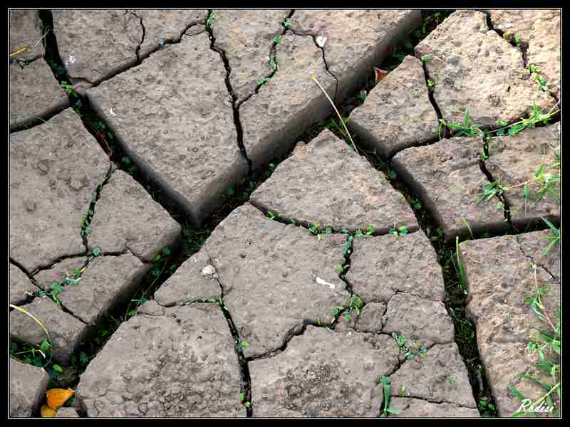 . R O D I S I .: 2013