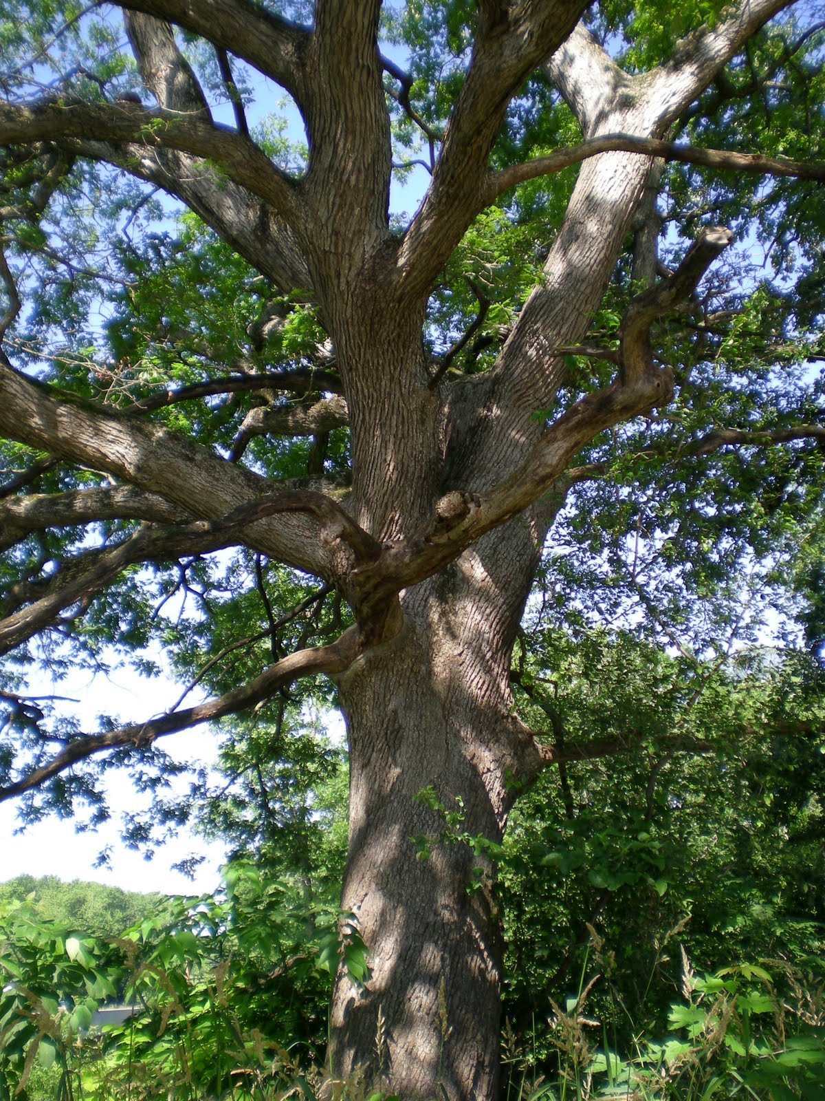 Practical Biology: science for everyone: What Makes a Broadleaf ...