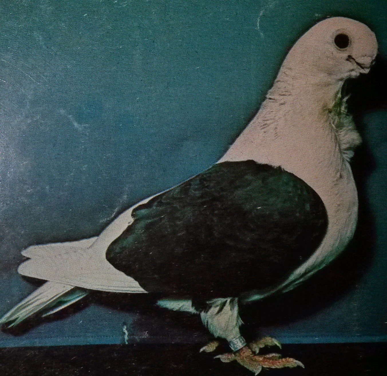 Different types of German Owl description caring and pictures gallery ...