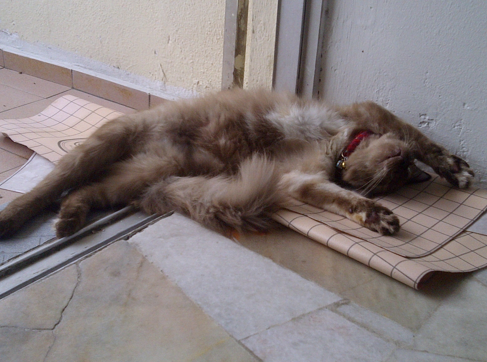 Blogku yang seindah biasa: Pengalaman Pertama Mandulkan Kucing - kos ...