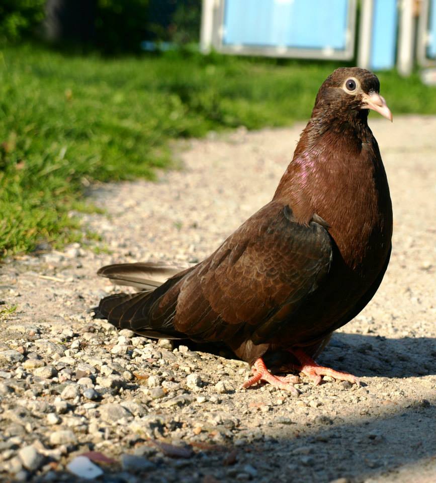 Top 5 High Flying Pigeon's Breeds