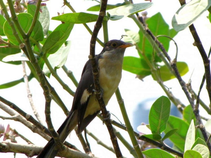 Pied Crested Cuckoo - ARUNACHALA BIRDS