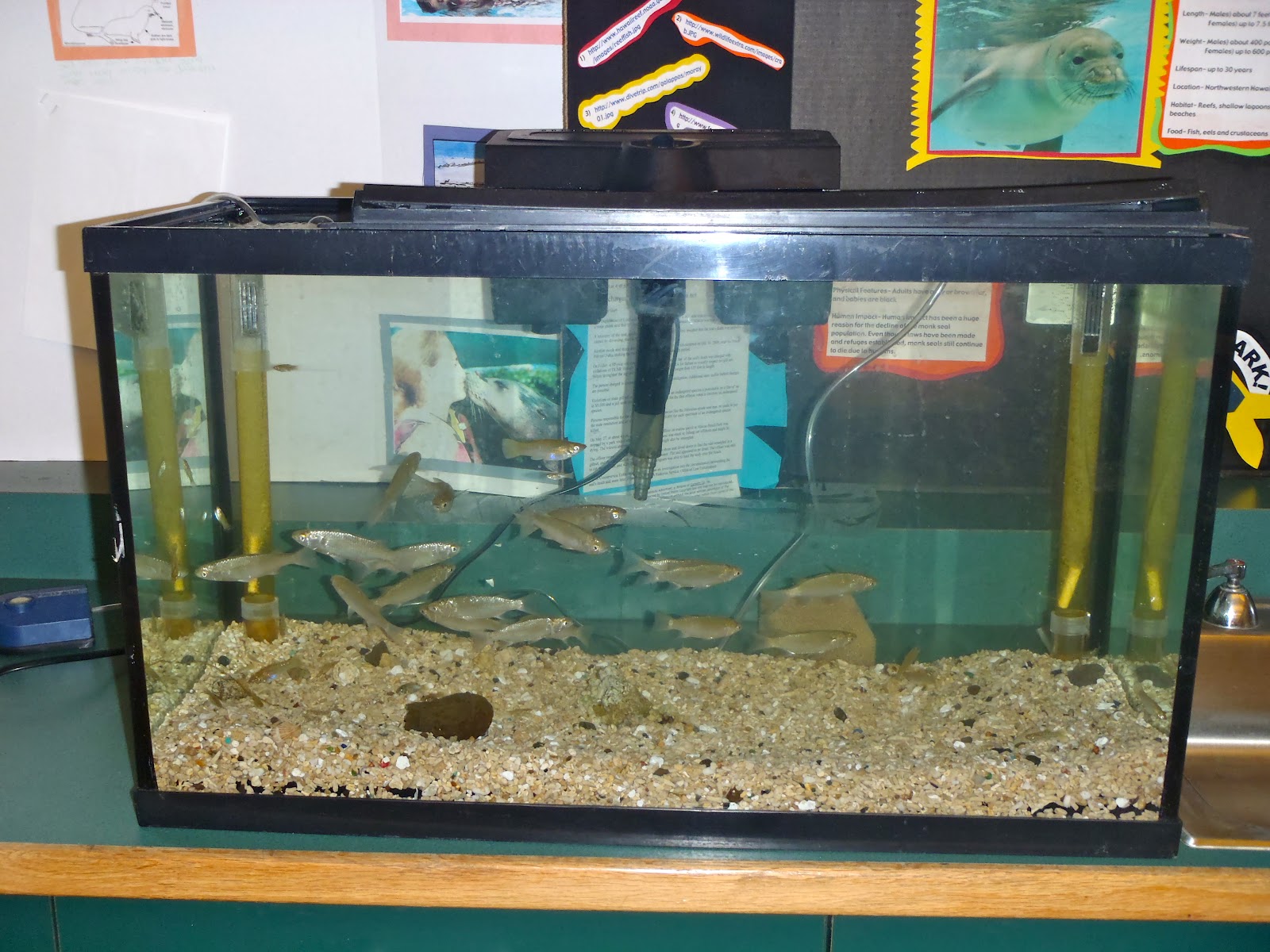 Mr. Jenkins' Summer 2012 Marine Biology Punahou School: Fish Tank!
