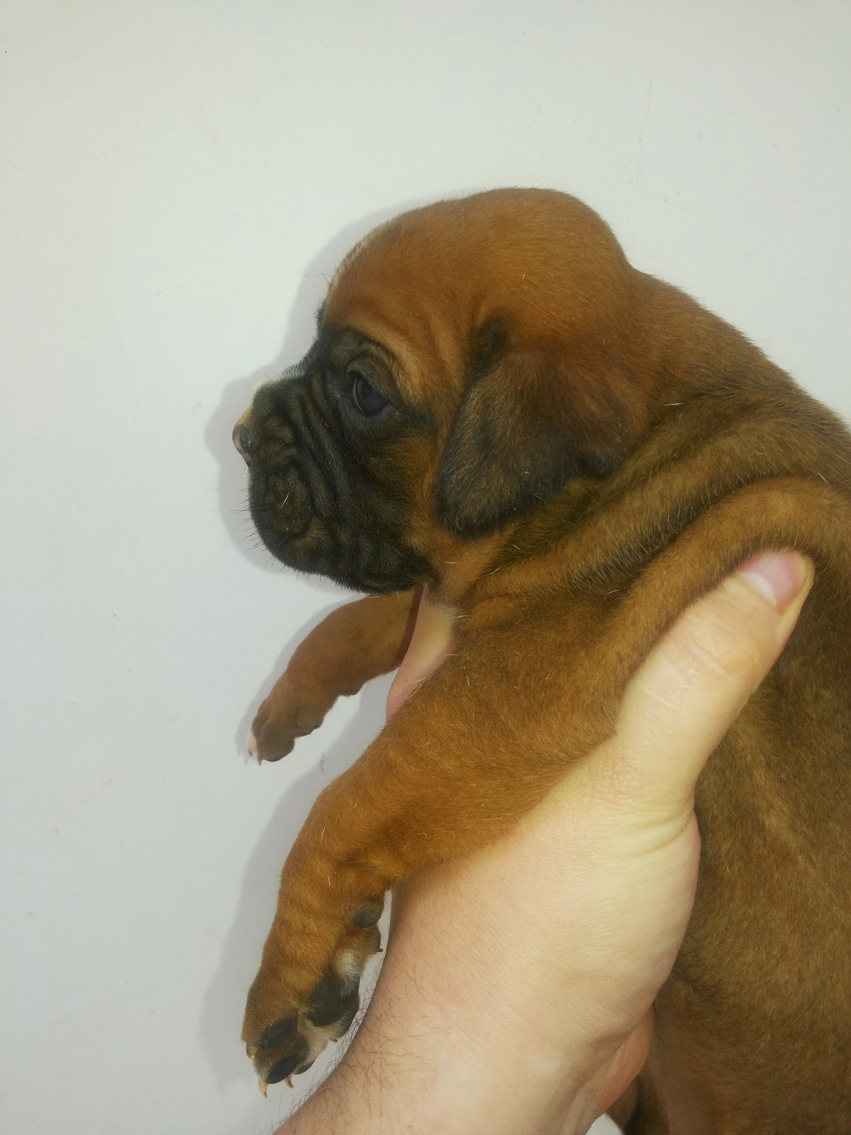 Boxer de Chile: Cachorros en Venta