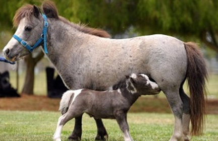 chippep: VERY TINY HORSE