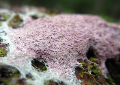 Fuligo Septica var Key paper : r/Slimemolds