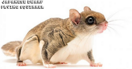 Japanese Dwarf Flying Squirrel | Pteromys momonga | Information and ...