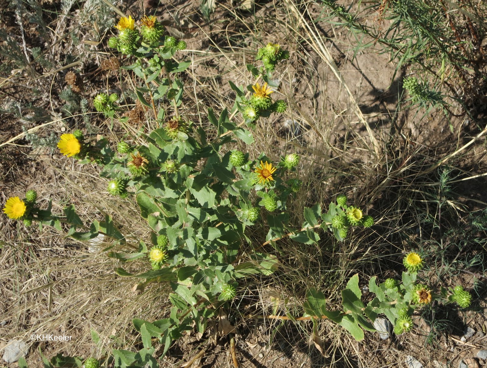 A Wandering Botanist: Plant Story--Native Wildflower, Gumweed, Grindelia