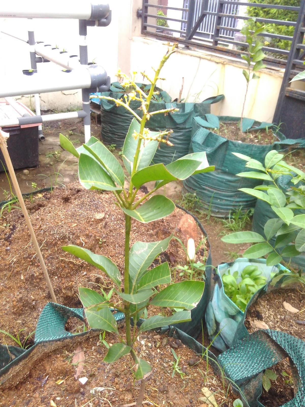 Fastest Flowering of Mango : Chokanan Varities | My Daily Gardening