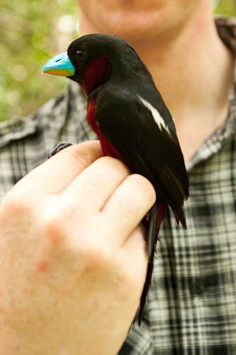 The Cardiff Bird Ringers: Birds in Borneo
