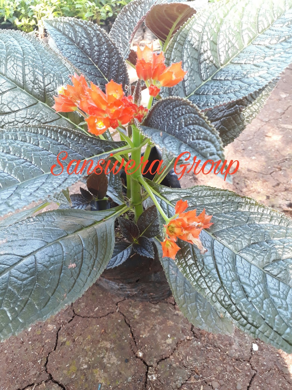 Populer 74+ Tanaman Hias Bunga Orange