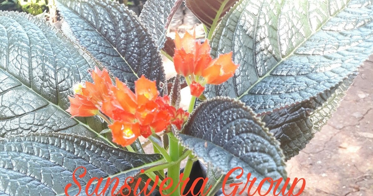 Populer 74+ Tanaman Hias Bunga Orange