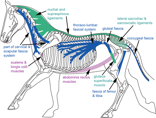 Practical Guide to Lameness in Horses | Pferd anatomie, Muskelaufbau ...