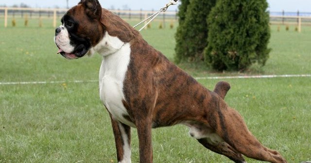 mythos boxers: Machos