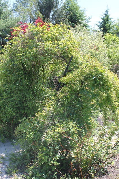 Our Garden Journal: The Peggy Martin Rose Journal