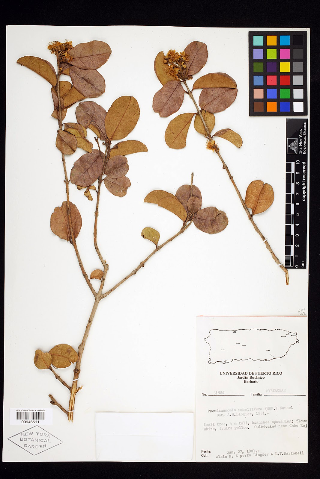 LESSER ANTILLES PLANTS ANGIOSPERMA: MYRTACEAE DIALIPÉTALAS MYRTALES ...