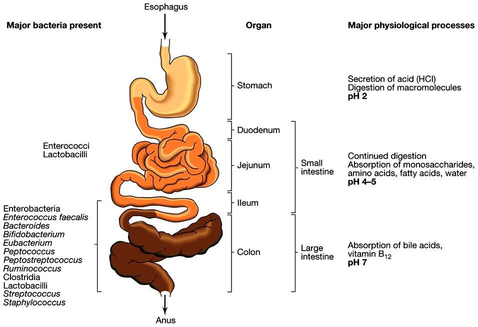 Integral Fitness Solutions: The Microbiome - Research in Gut Bacteria ...