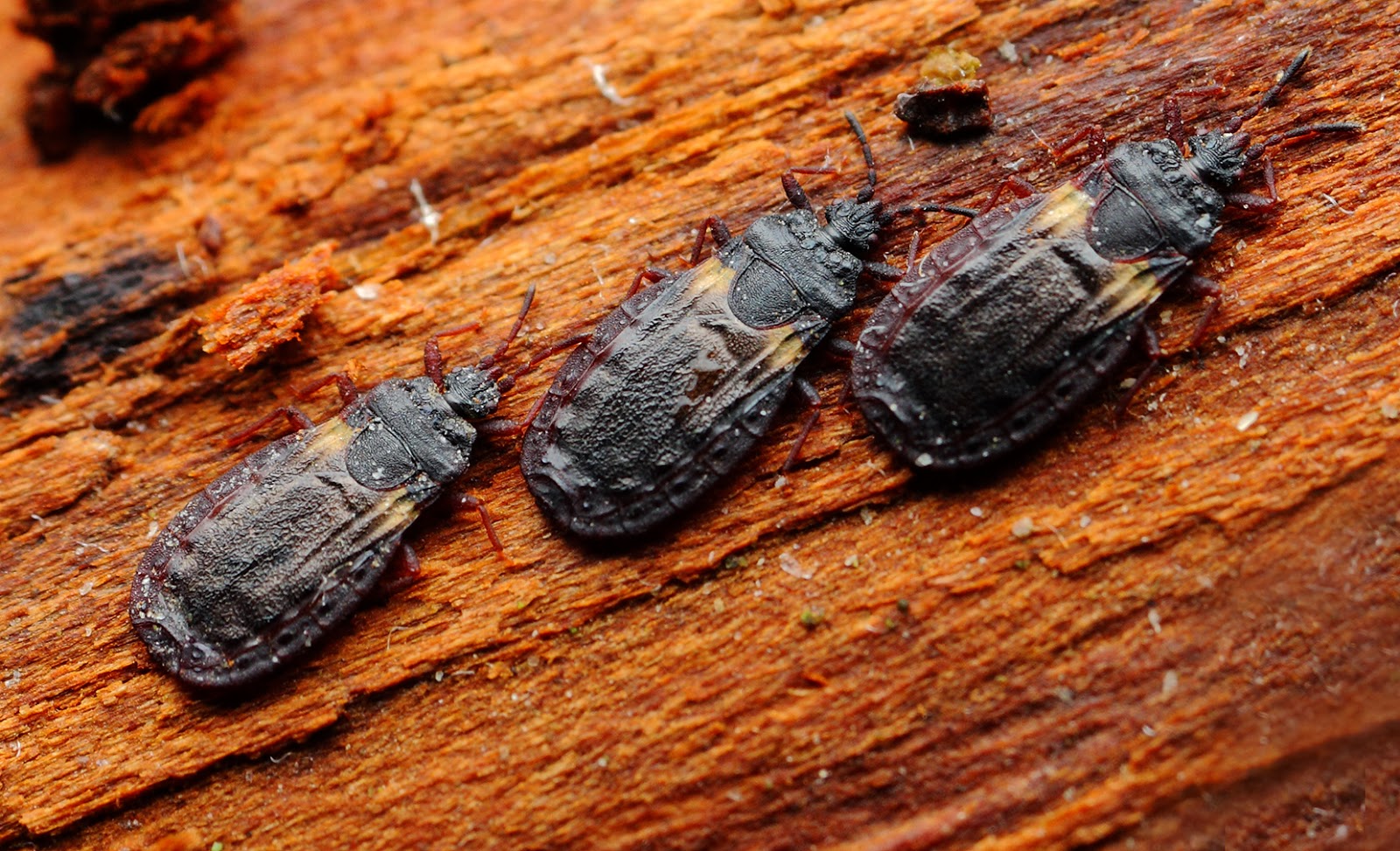 JJ's Photographic nature blog: December 2013