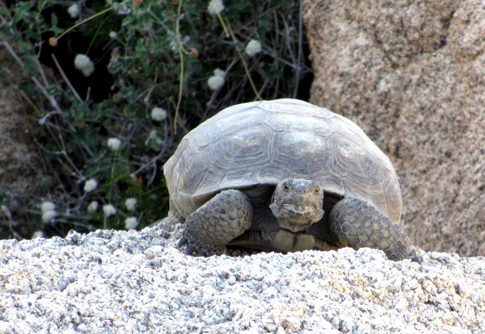 Desert Tortoise Environment