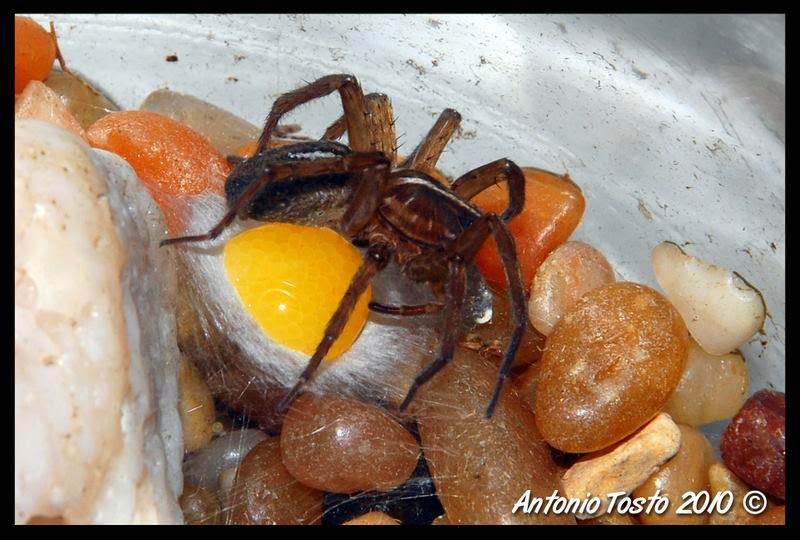 Dominican Spiders