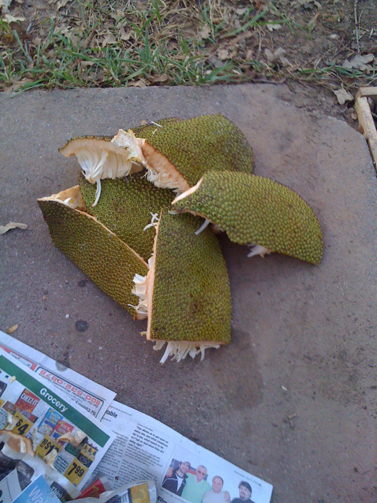 Expatriation Preparation: Jackfruit?