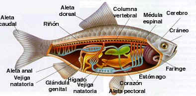 Métodos de la ciencia: Partes de un pez