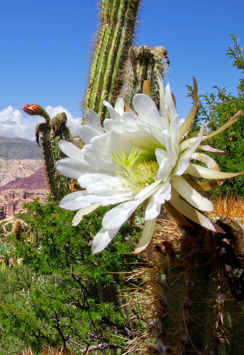 EL ARTESANO INSANO: El regalo del cardón
