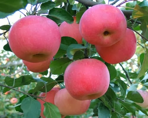 INTAN FAZNITA HAJI SAMUDI: EPAL FUJI