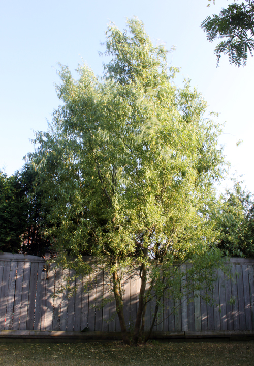 Citify: Curly Willow - Our Wedding Tree