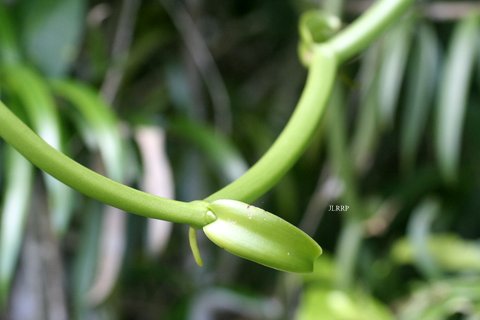 Papo Vives Sacerdote del Bosque: Don Juan Ricart y sus Vainillas