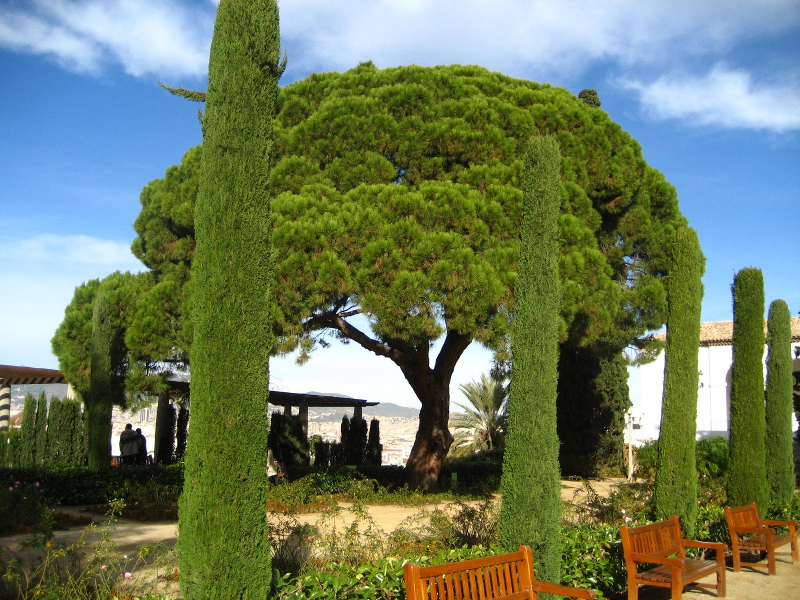 ARTE Y JARDINERÍA : PINO PIÑONERO. Pinus pinea. Familia: Pináceas