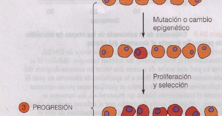 Apuntes de Biología Molecular: Cáncer
