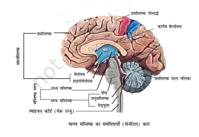 Human Brain Diagram In Hindi Gayantablet human-brain-diagram-in-hindi-gayantablet