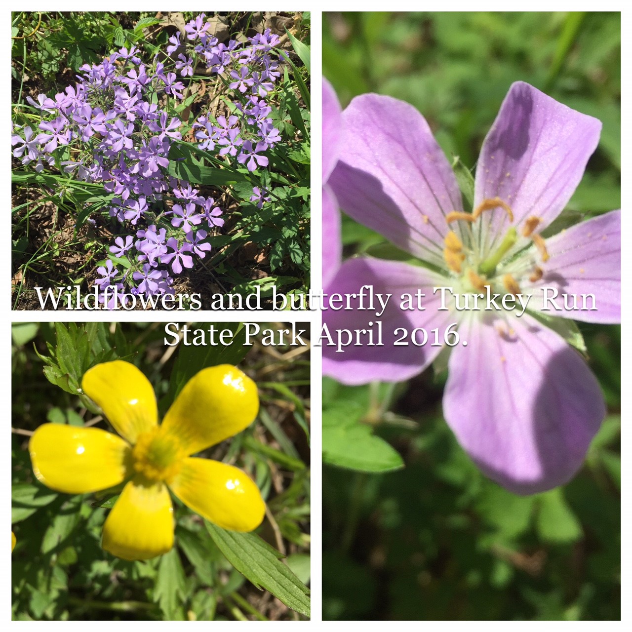 KHCPL Tech For You: Diptic: Turn Your Pictures Into a Collage