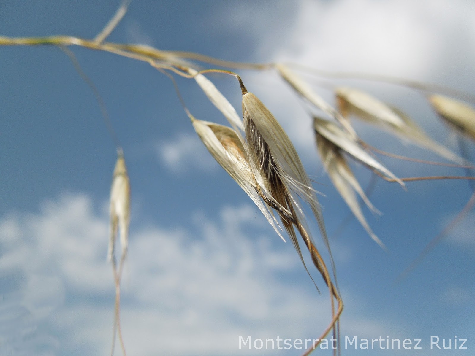 Montse Fotoblog: Avena fatua