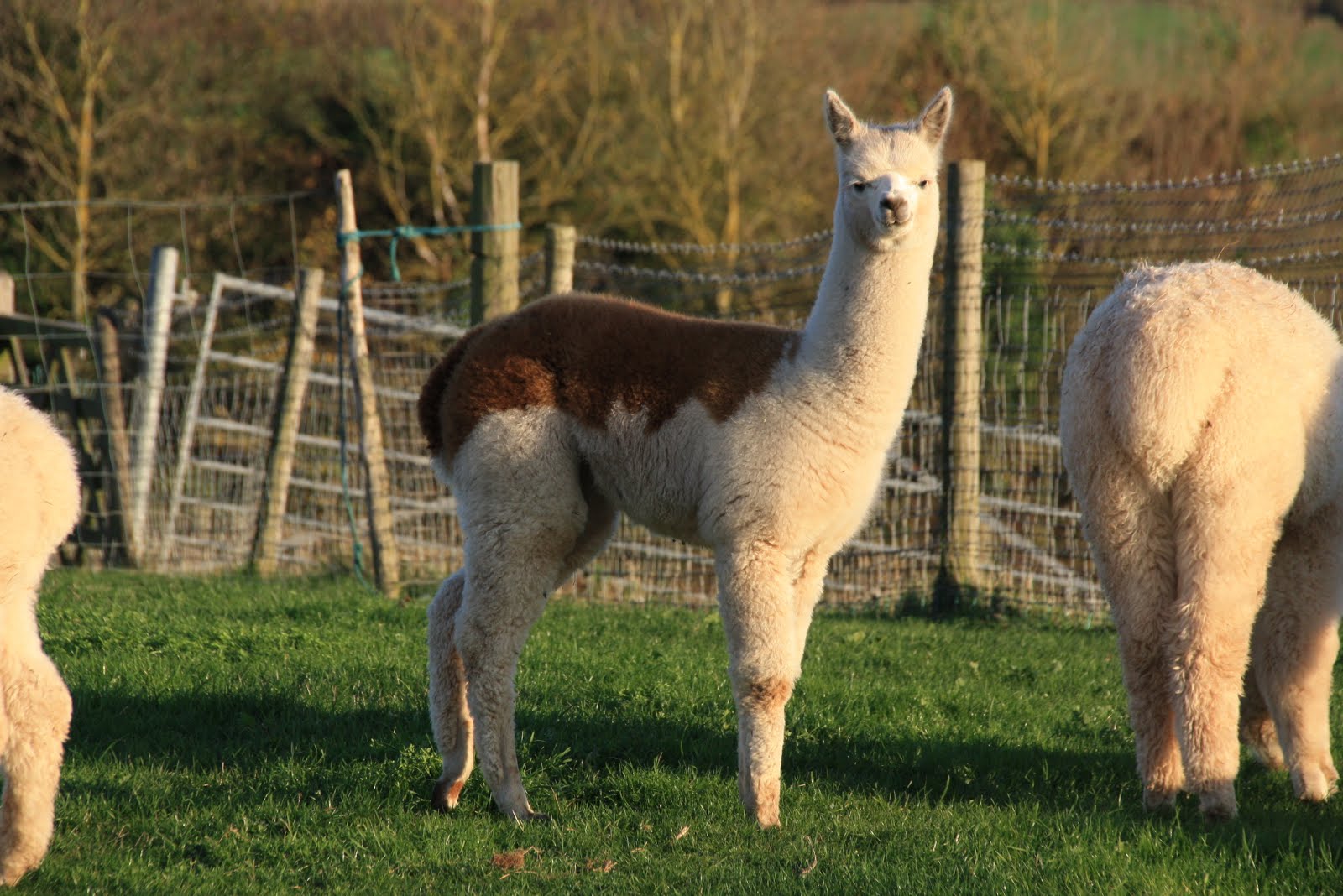 Apple Vale Alpacas: End of 2021 report
