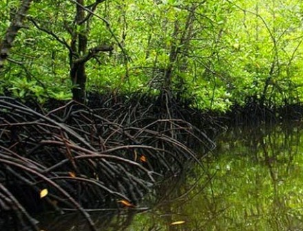 12 Khasiat Akar Bakau Untuk Kesehatan Dan Kecantikan | Khasiat