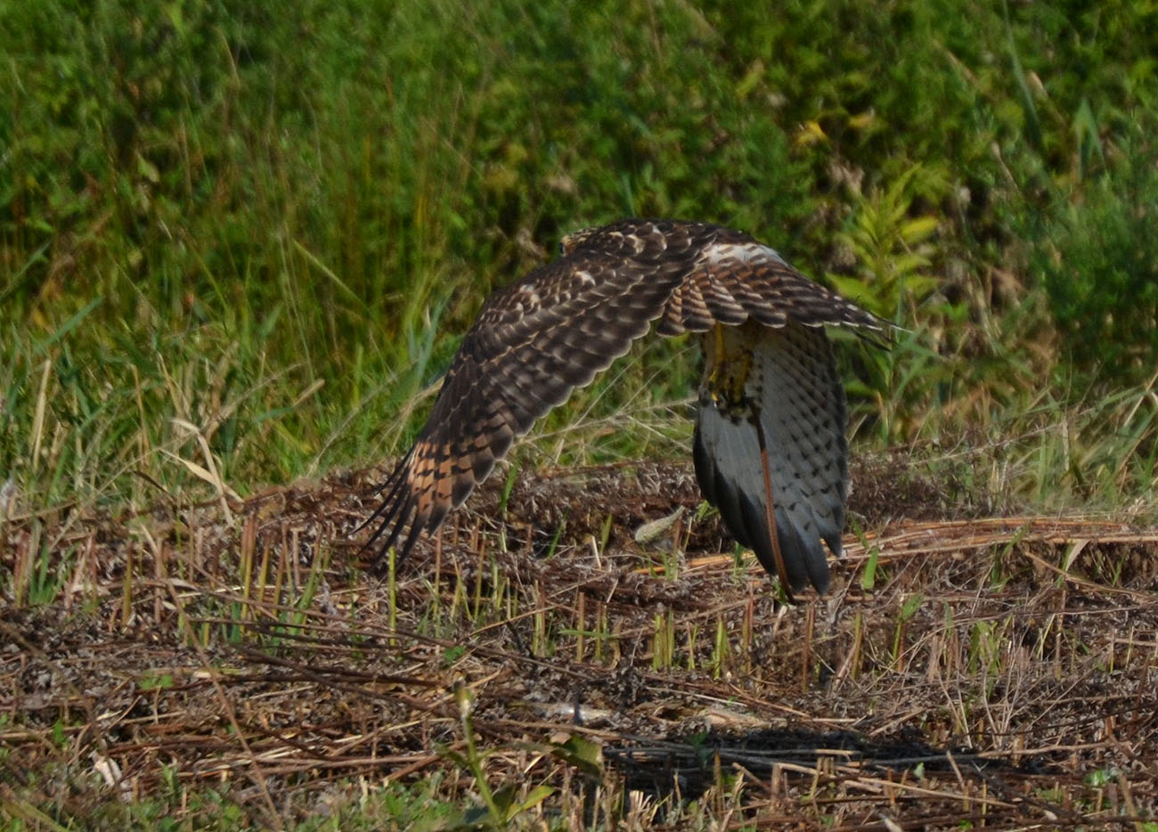 Woods Walks and Wildlife: Hawk and Snake