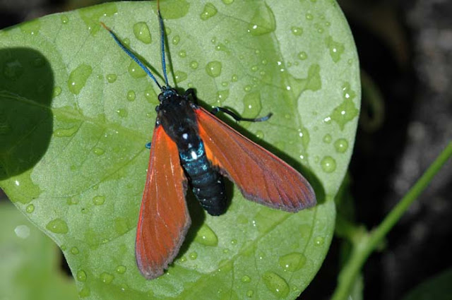 Field Biology in Southeastern Ohio: Noctuid Moths & Tiger Moths