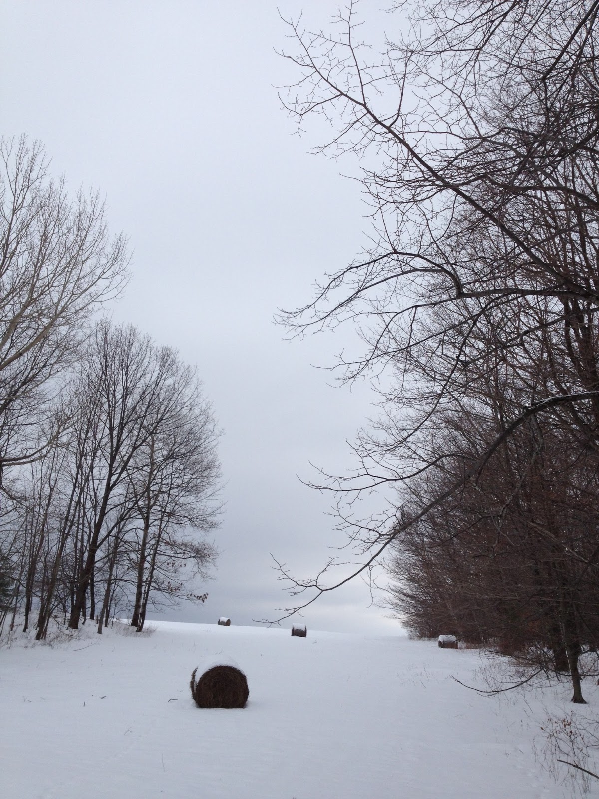 la porte rouge: winter in the woods and snow