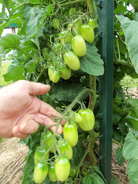 Whizbang Trellis Instruction: How to MakeT-Post Trellis Spans