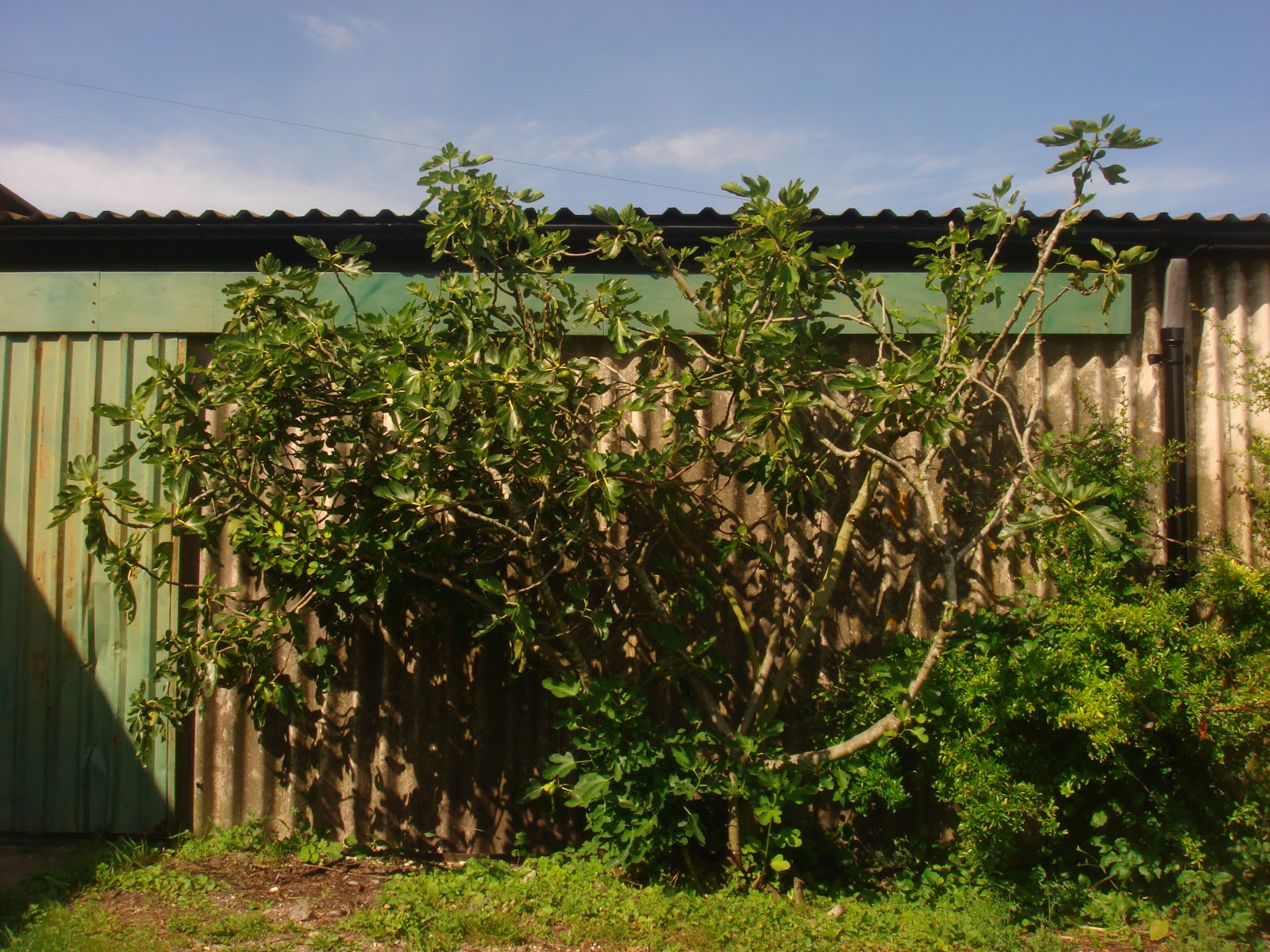 Figs from cuttings - The Impulsive Gardener