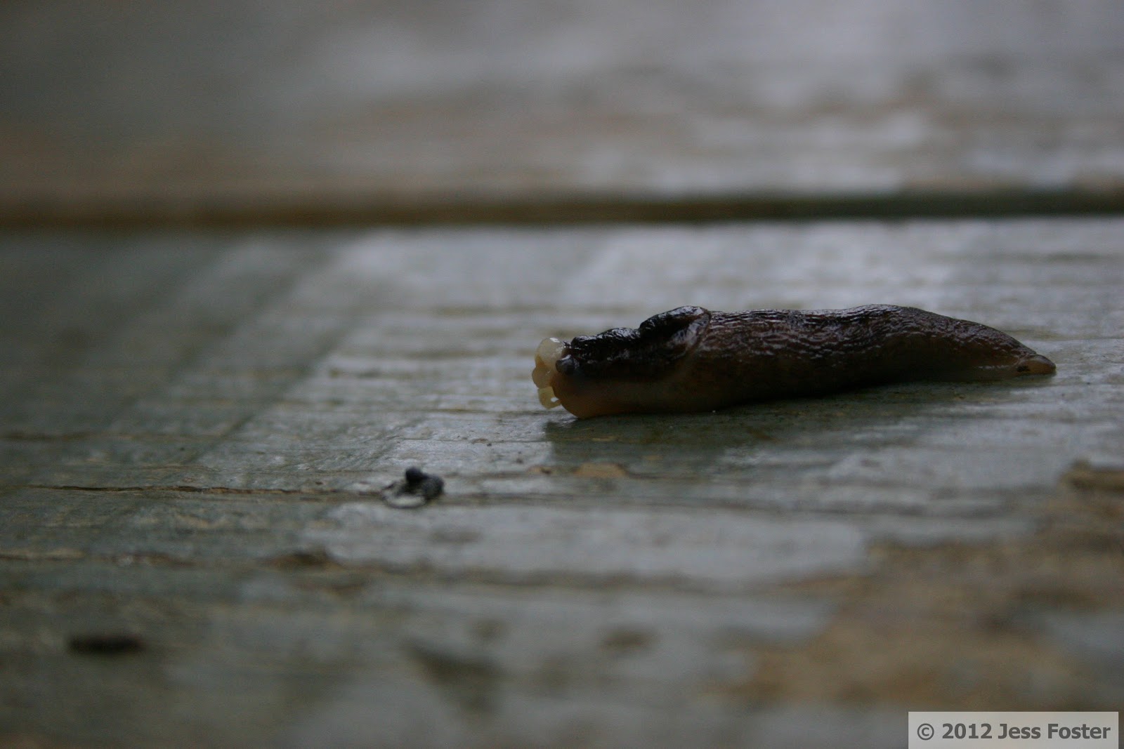 Sluggin' Along: Infected Slugs: Case #5