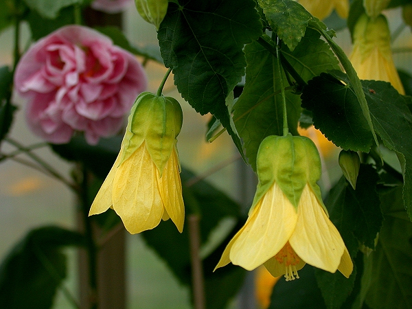 Huonekasvit: Abutilon Yellow Trumpet